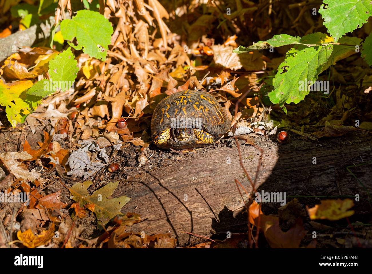 The eastern box turtle (Terrapene carolina carolina). A land turtle ...