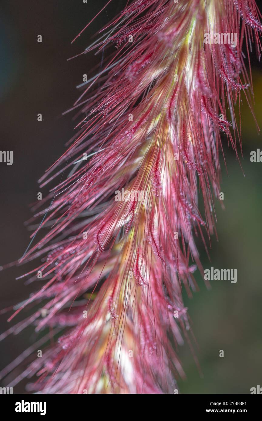 Closeup of the flowering plume of a Purple Fountain Grass plant ...