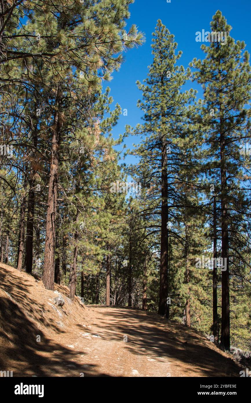Mount Pinos California and surrounding area Stock Photo - Alamy