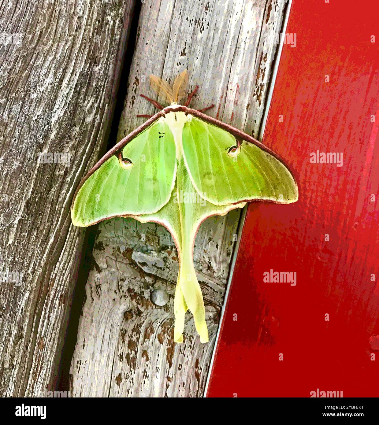 Moth close up hi-res stock photography and images - Alamy