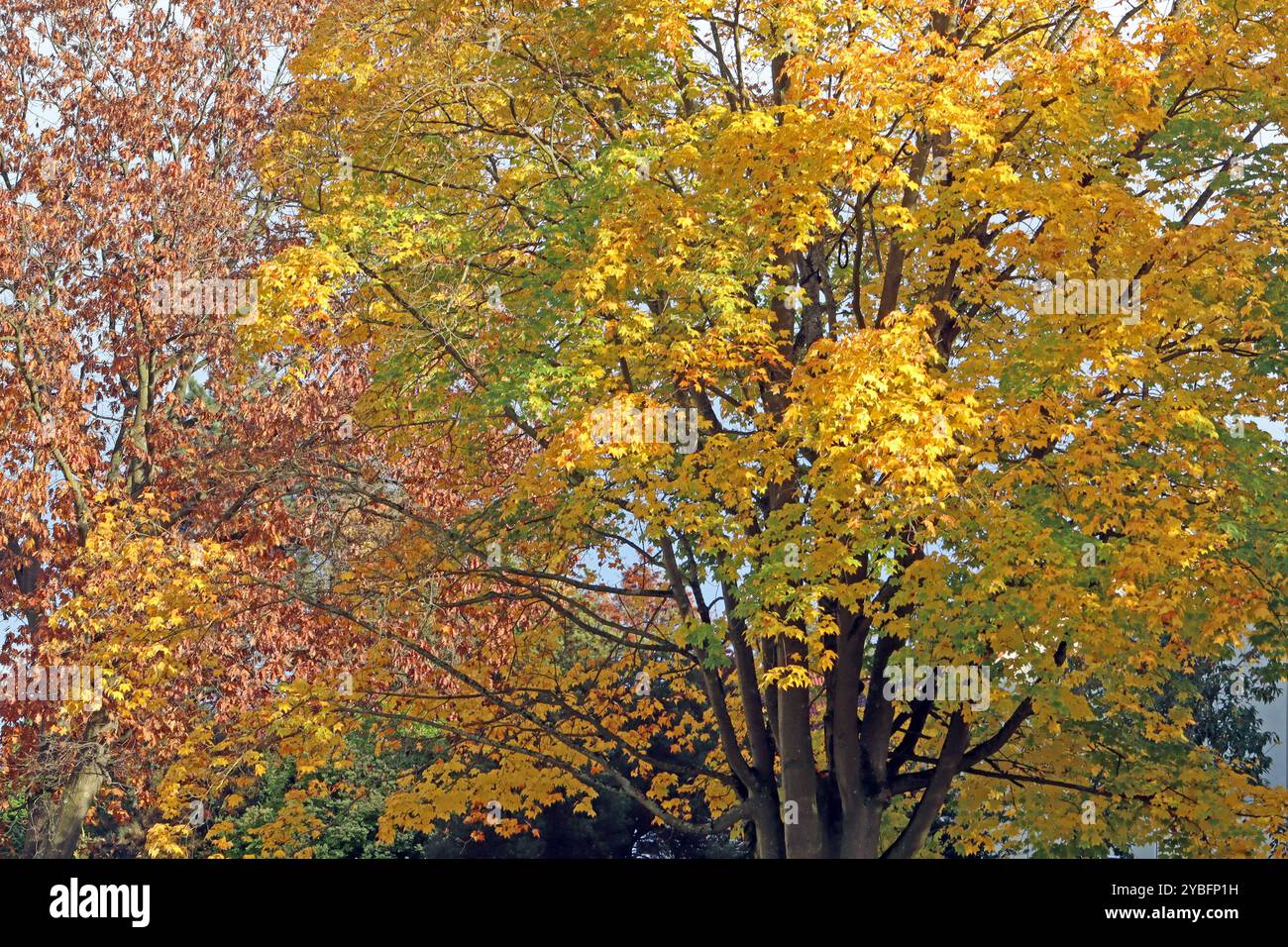 Herbst in der Stadt Laubbäume im dicht bebauten Siedlungsraum, die im ...