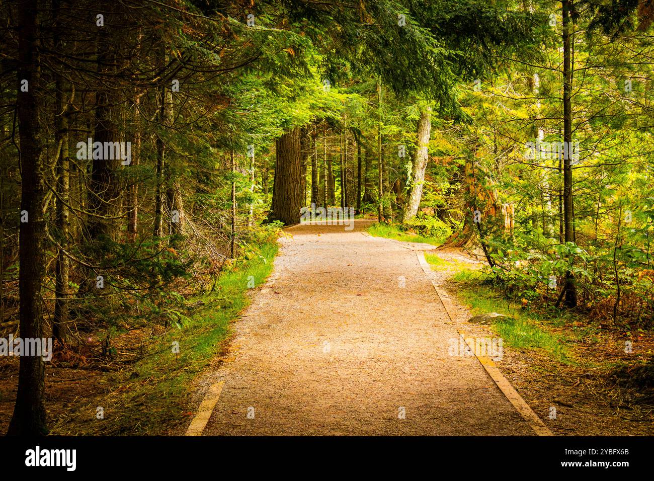 Forest path tall trees sunlight hi-res stock photography and images - Alamy