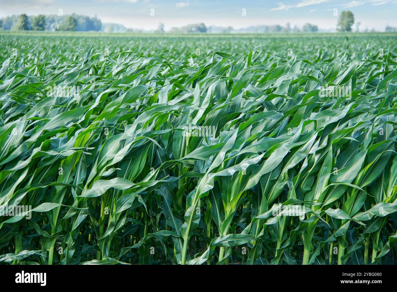 Vibrant, Expansive Cornfield Stretches Across the Landscape, with Rows ...