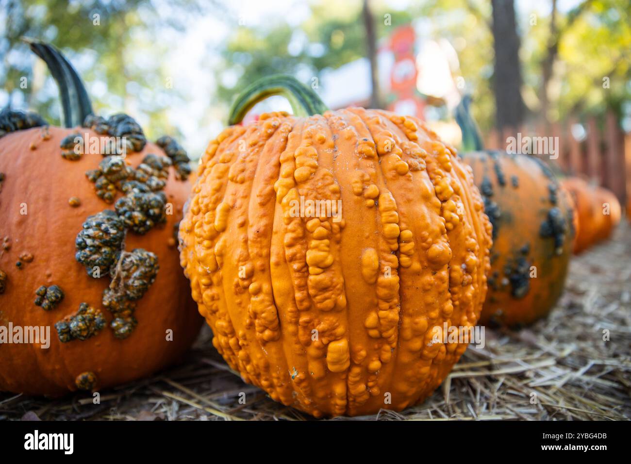 Pimpled pumpkins hi-res stock photography and images - Alamy