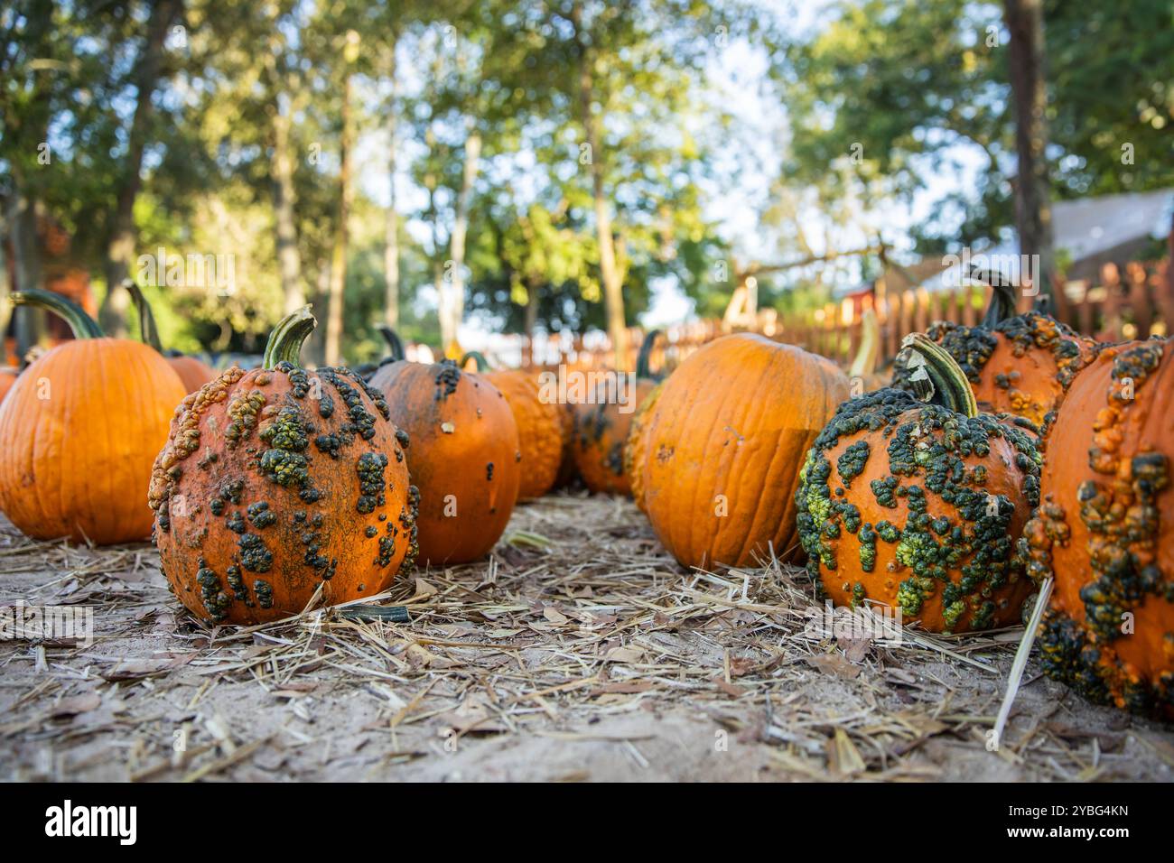 Pimpled pumpkins hi-res stock photography and images - Alamy