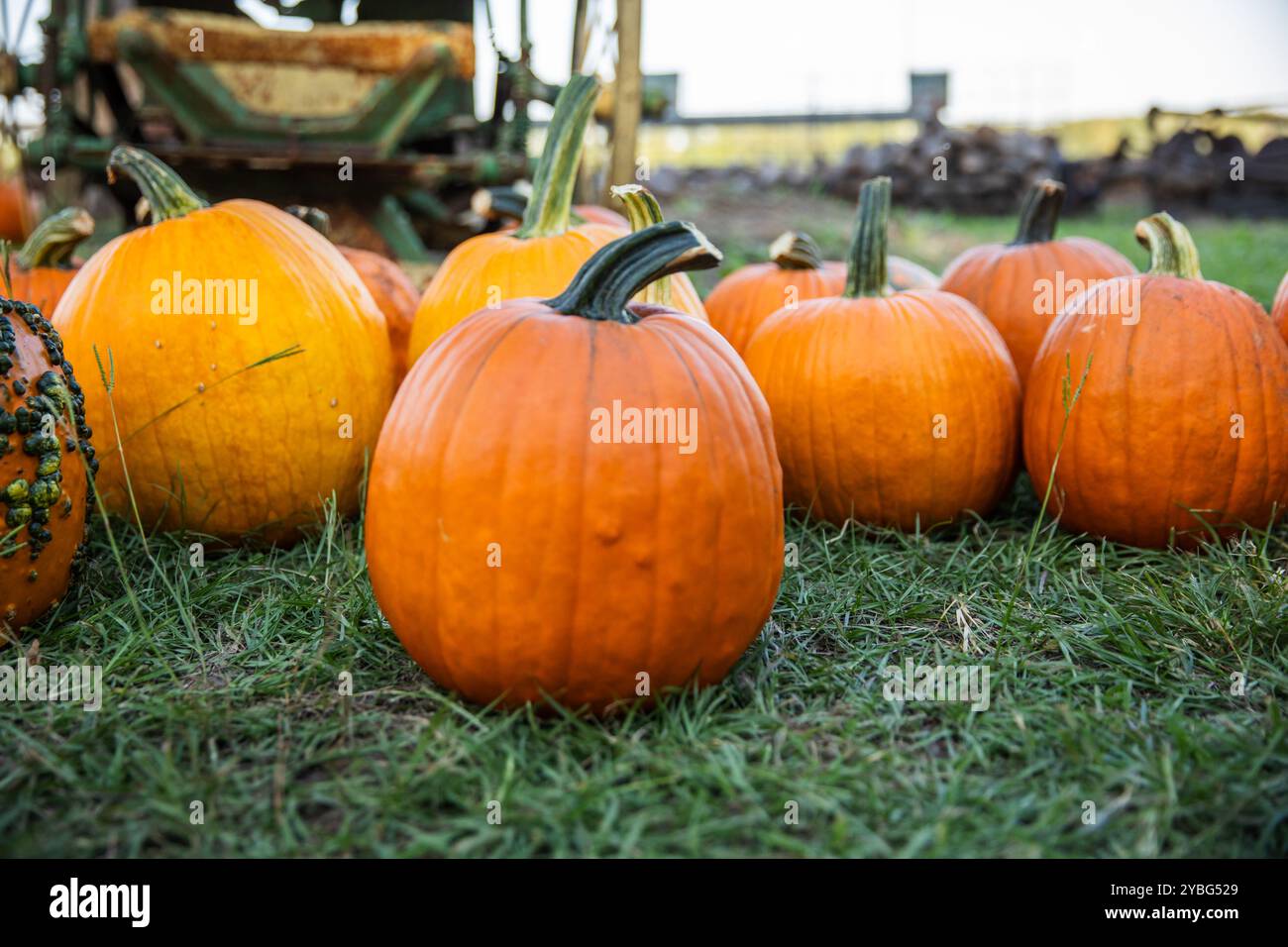 Warty Pumpkins Lined Up at a Scenic October Pumpkin Farm Stock Photo ...