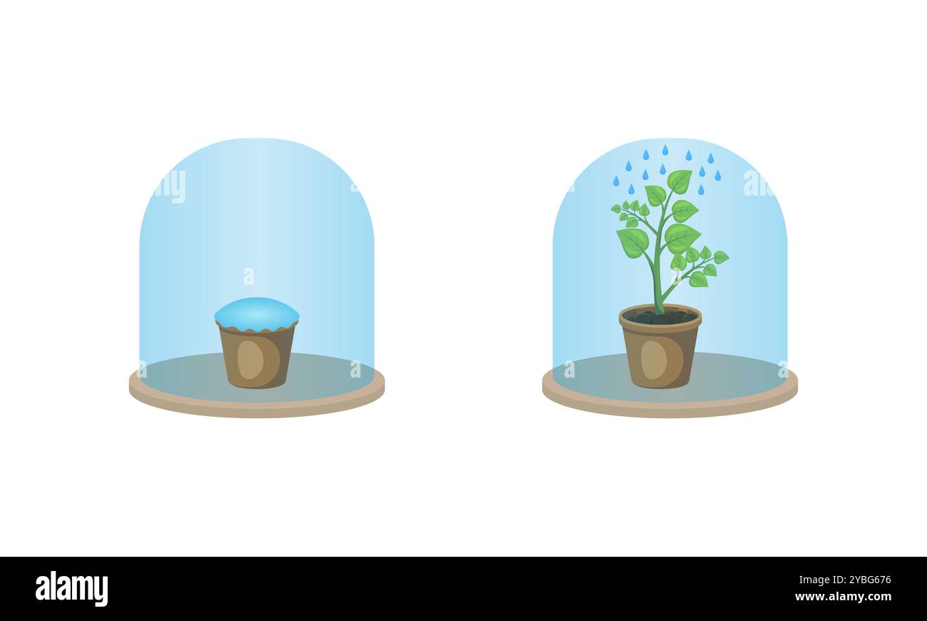 Transpiration experiment, illustration Stock Photo - Alamy