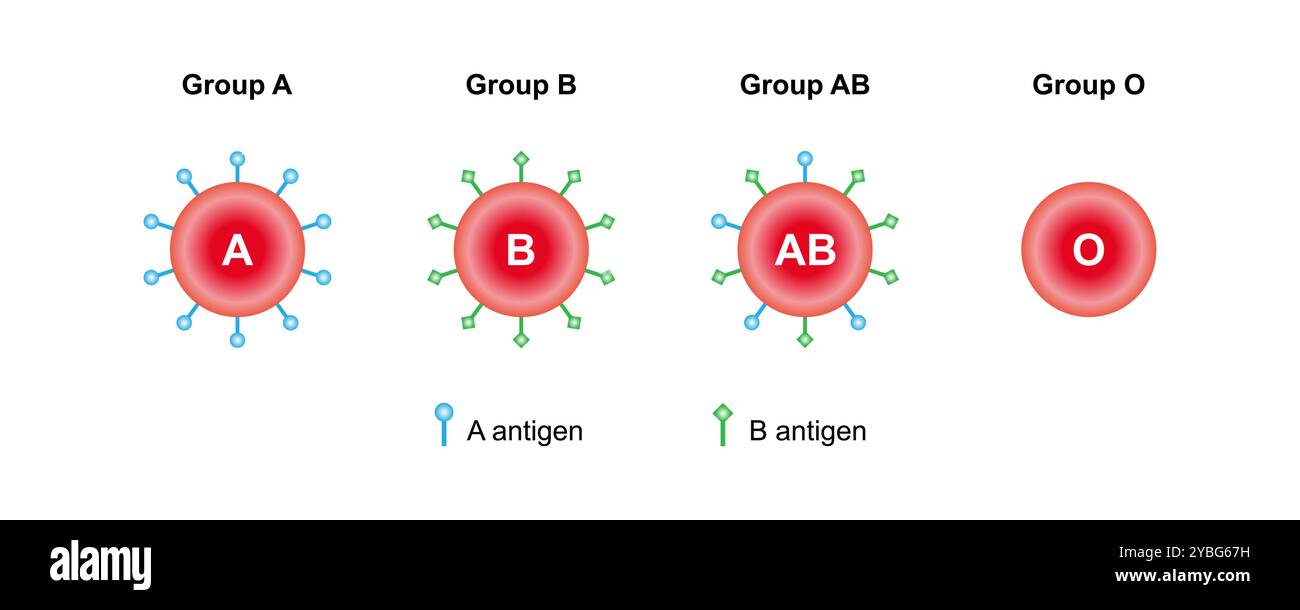 Abo blood type hi-res stock photography and images - Alamy