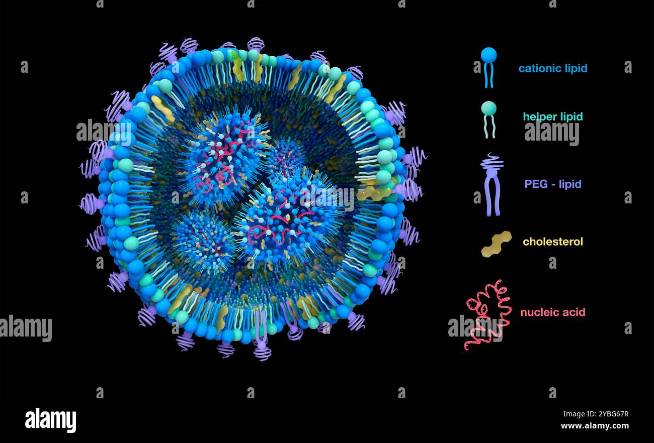 Ionizable lipid hi-res stock photography and images - Alamy