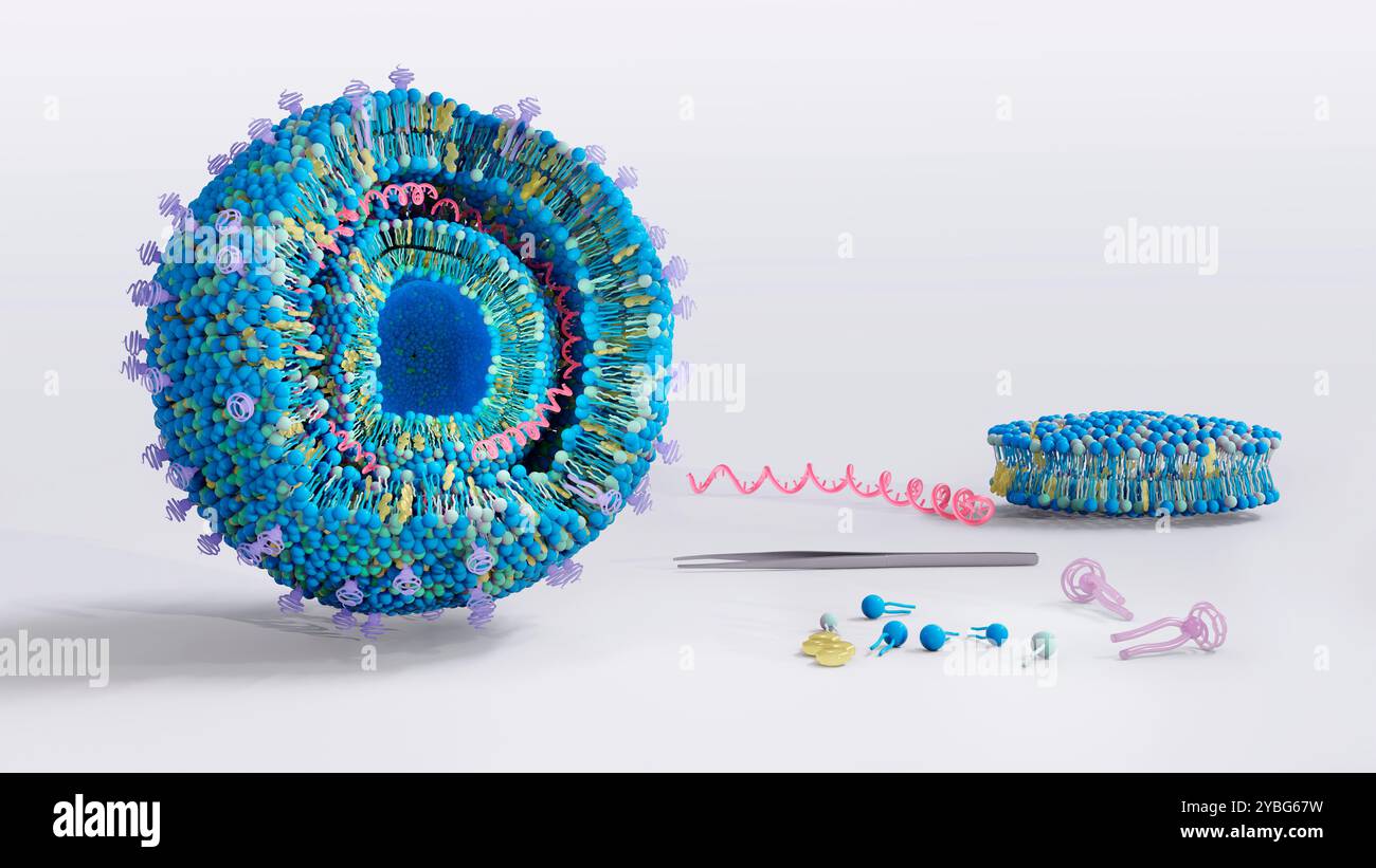Cationic lipoplex structure, illustration. Cationic lipoplexes are a ...
