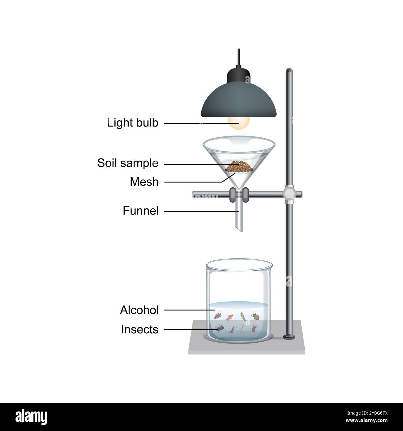 Berlese funnel experiment, illustration Stock Photo - Alamy