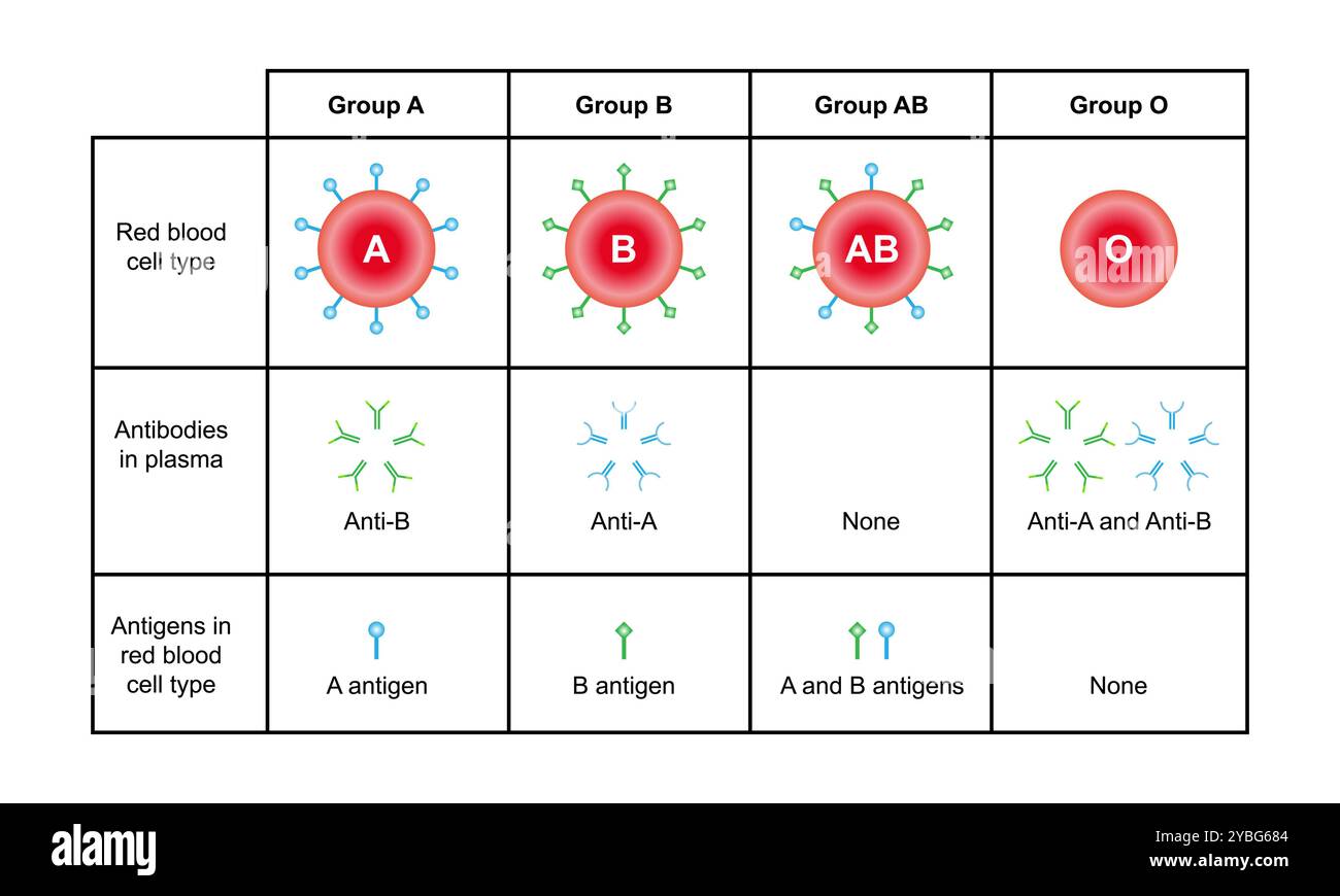 Abo blood type hi-res stock photography and images - Alamy