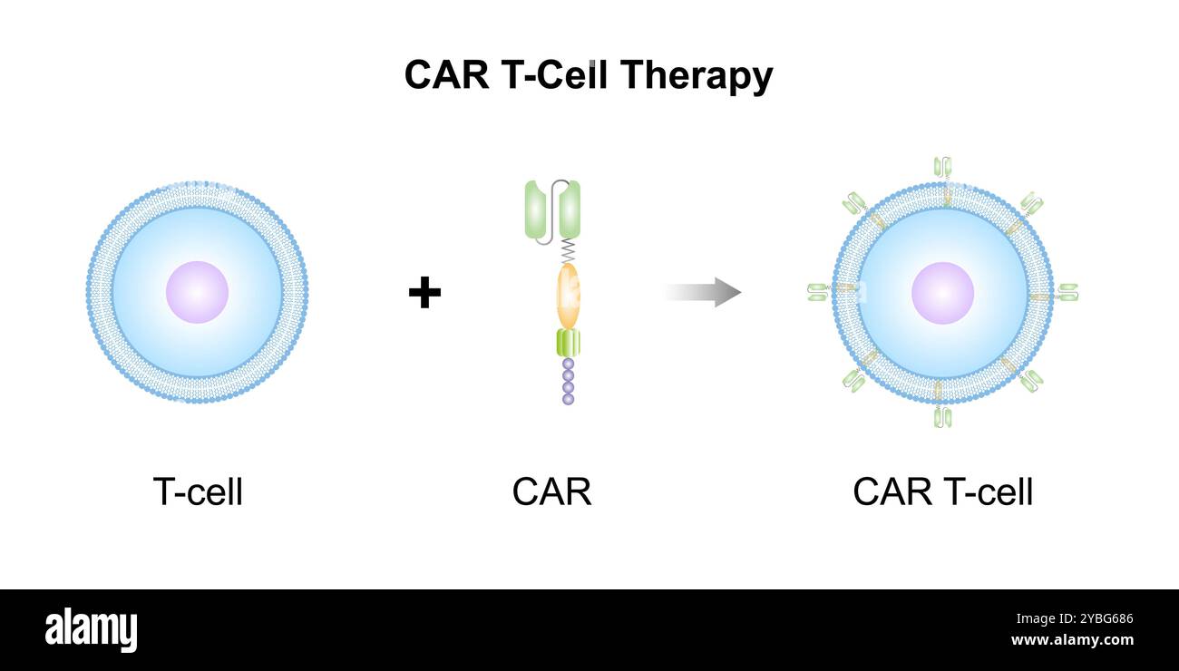 CAR-T cell therapy, illustration Stock Photo - Alamy