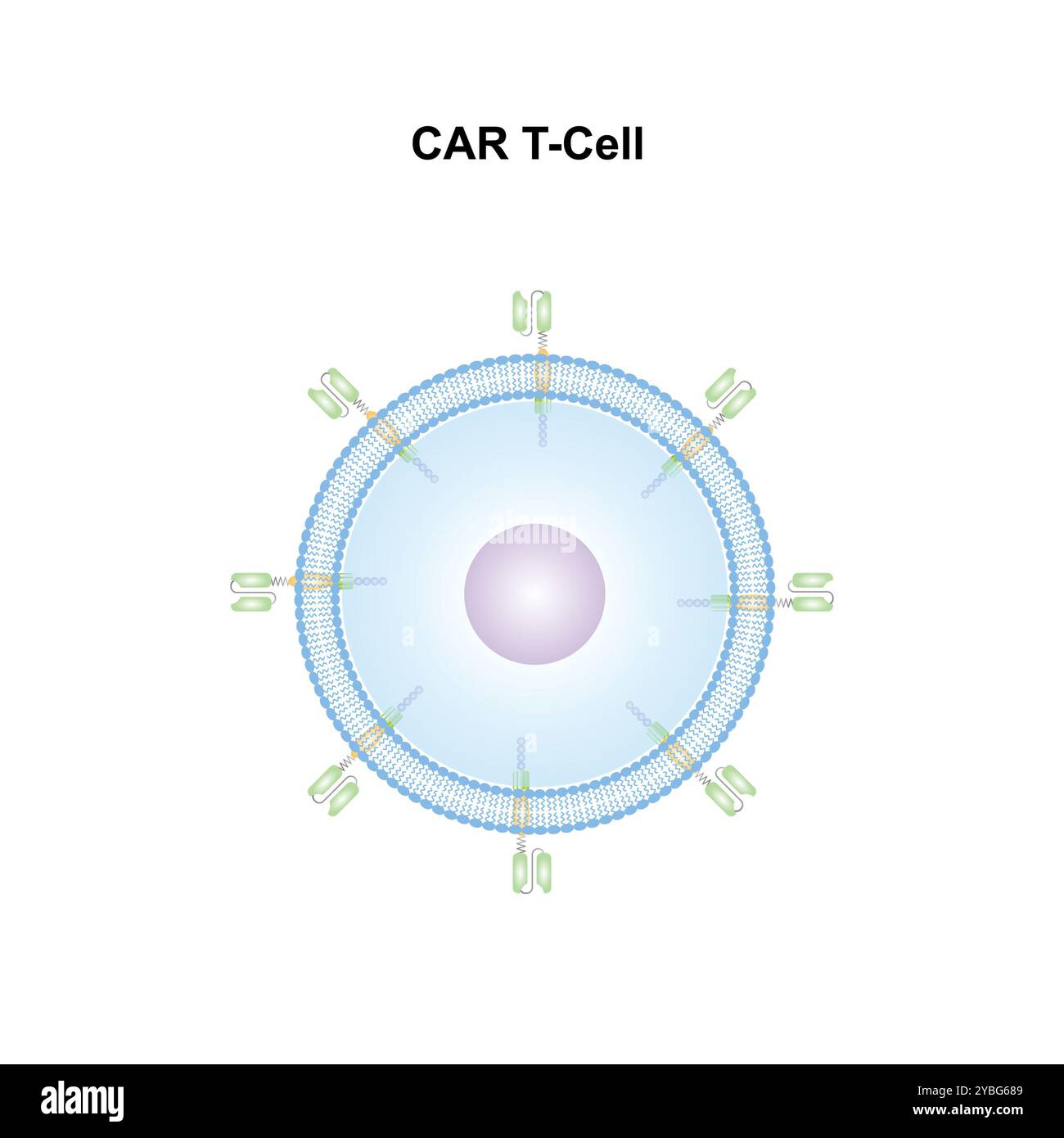 CAR-T cell structure, illustration Stock Photo - Alamy