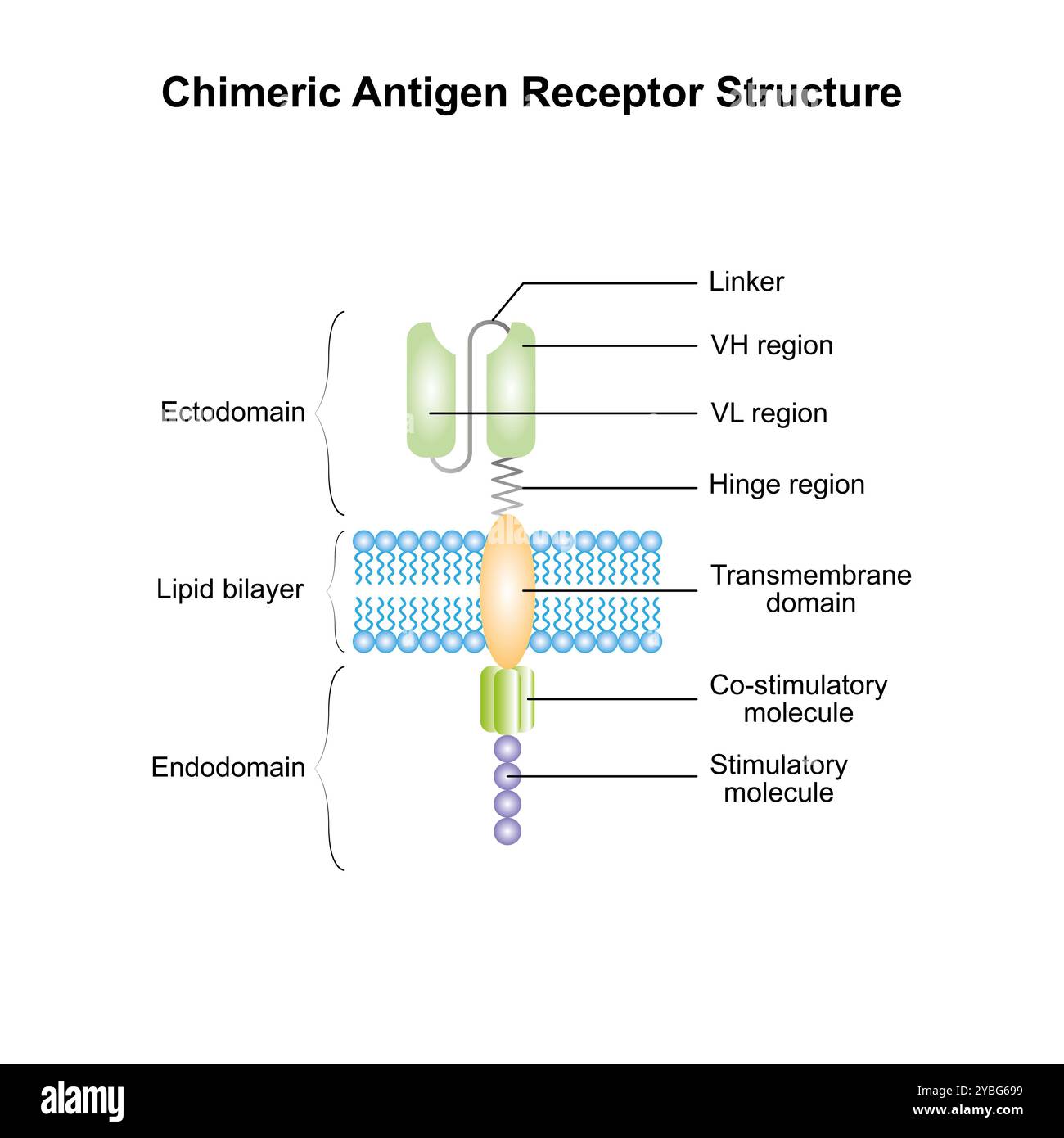 CAR-T cell structure, illustration Stock Photo - Alamy