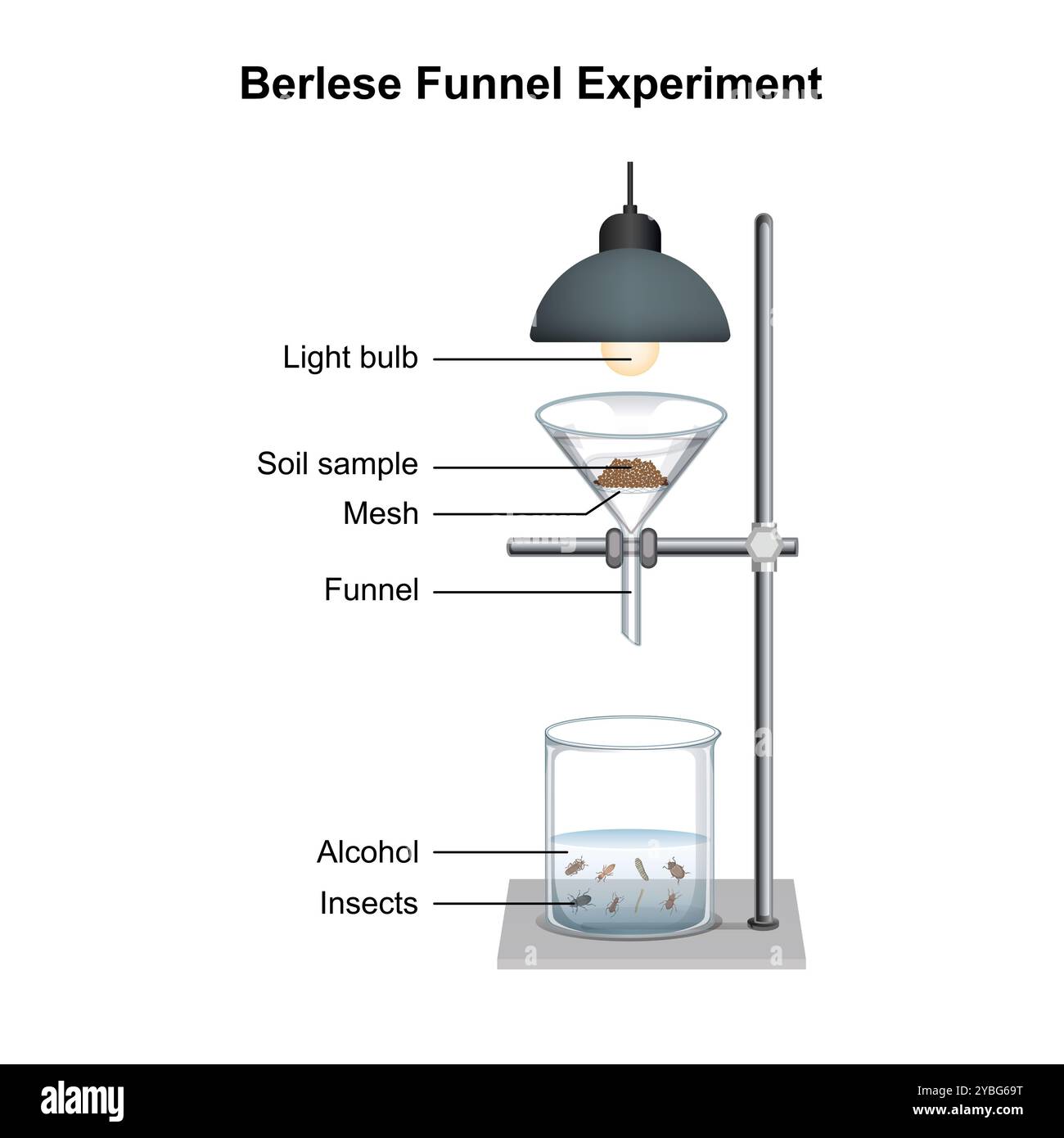 Berlese funnel experiment, illustration Stock Photo - Alamy