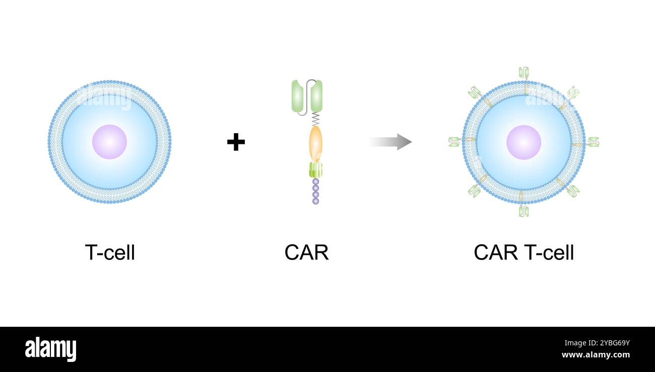 Car cell therapy hi-res stock photography and images - Alamy