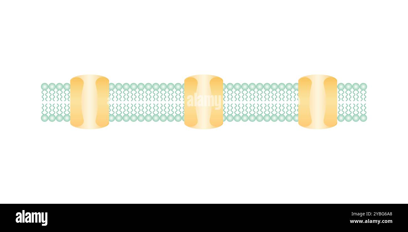 Cell membrane structure, illustration Stock Photo - Alamy