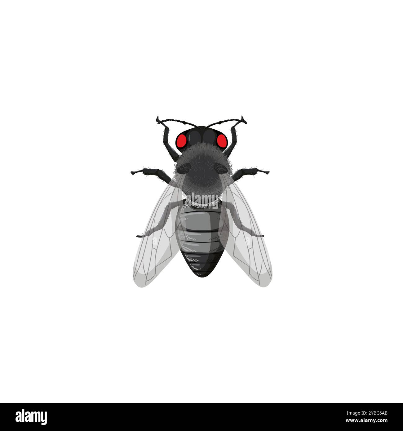 Drosophila melanogaster, illustration Stock Photo - Alamy
