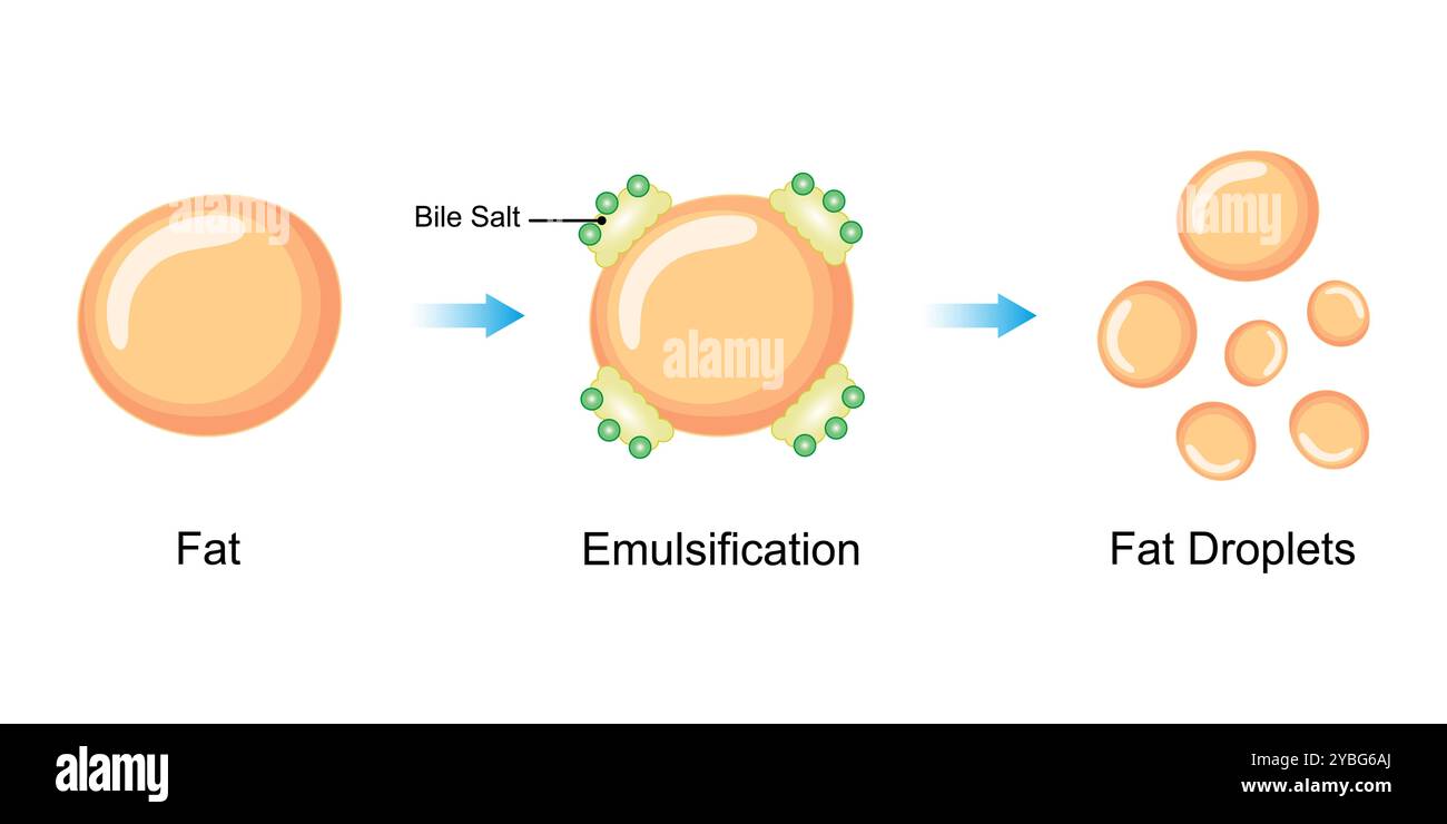 Fat emulsification by bile salts, illustration Stock Photo - Alamy