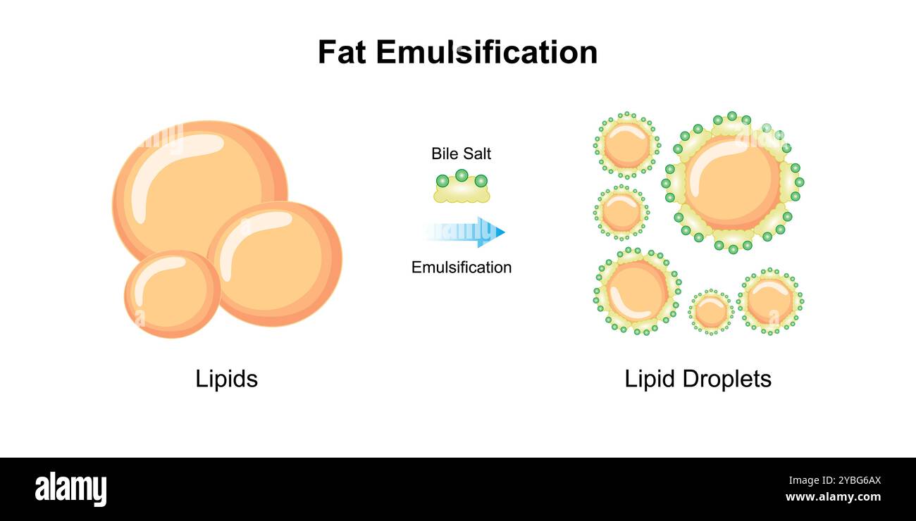 Fat emulsification by bile salts, illustration Stock Photo - Alamy