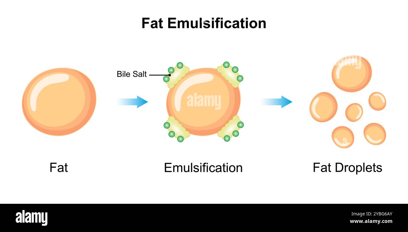 Fat emulsification by bile salts, illustration Stock Photo - Alamy