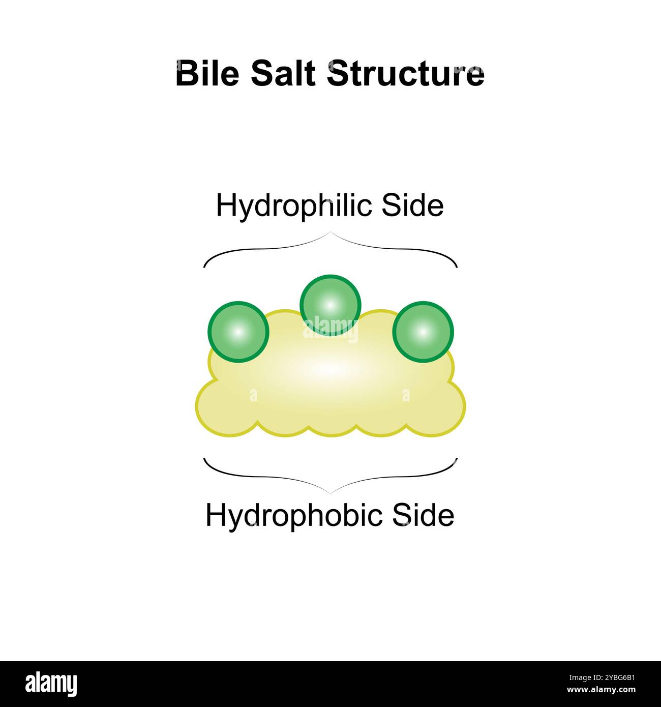 Bile salt structure, illustration Stock Photo - Alamy