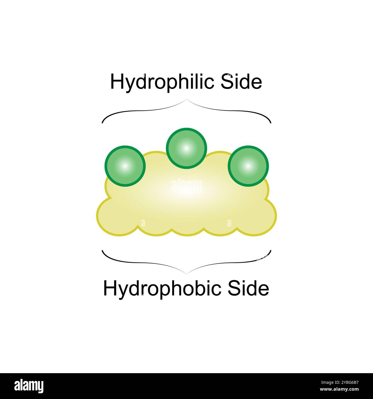 Cholesterol structure Cut Out Stock Images & Pictures - Alamy