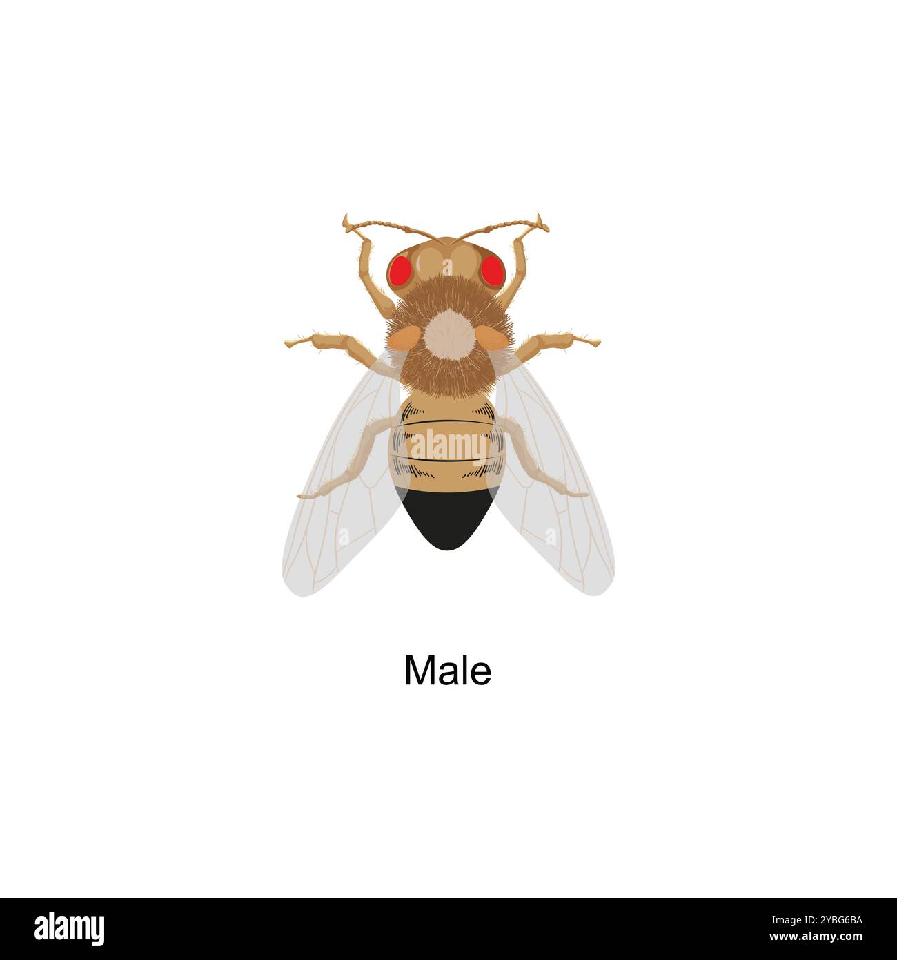 Drosophila melanogaster male, illustration Stock Photo - Alamy