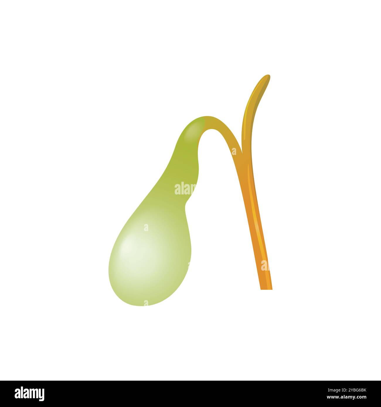 Gallbladder anatomy hi-res stock photography and images - Alamy