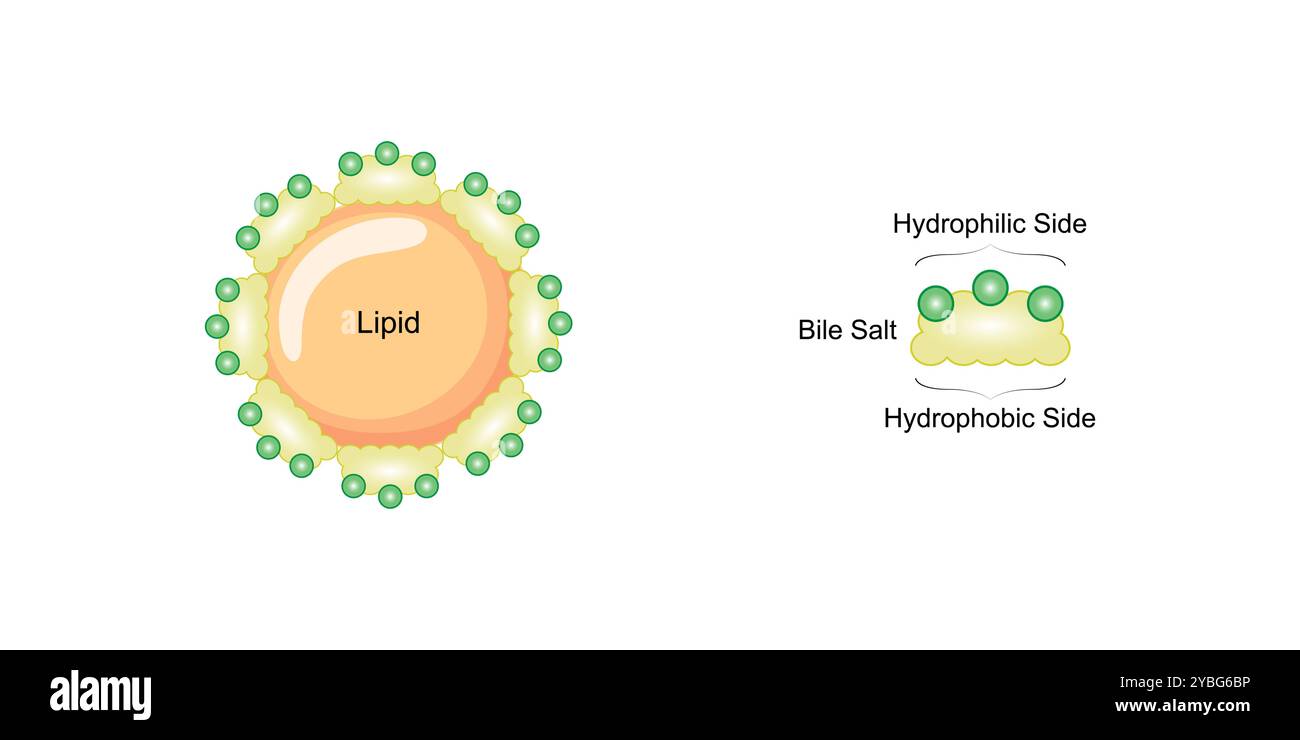 Fat emulsification by bile salts, illustration Stock Photo - Alamy
