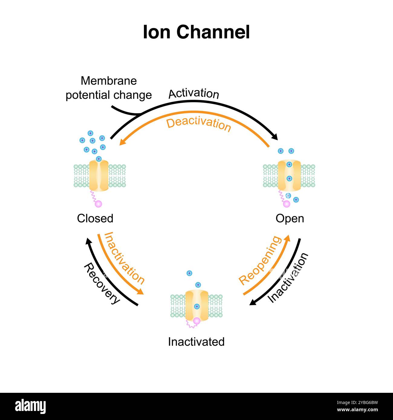 Sodium channels hi-res stock photography and images - Alamy