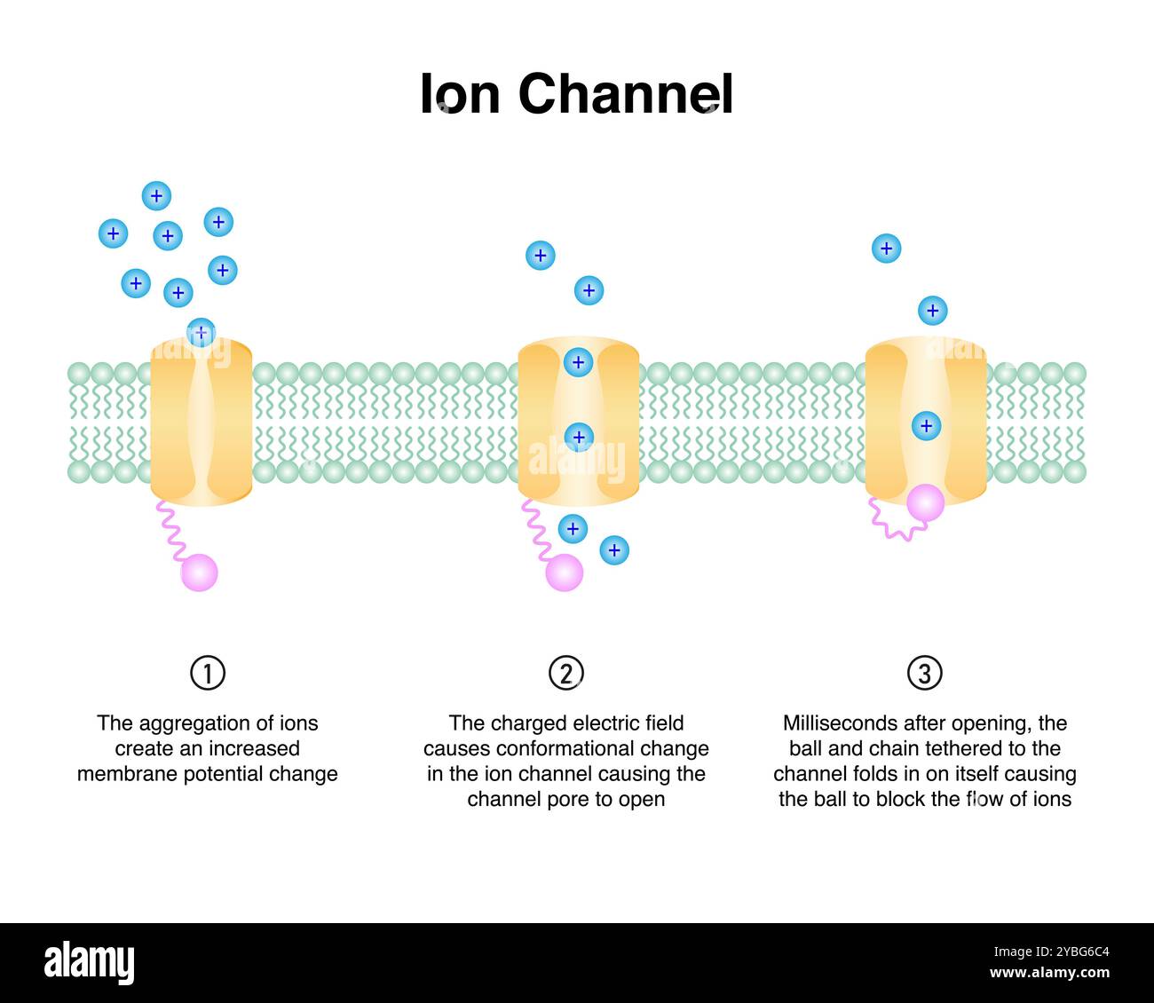 Ion channel, illustration Stock Photo - Alamy