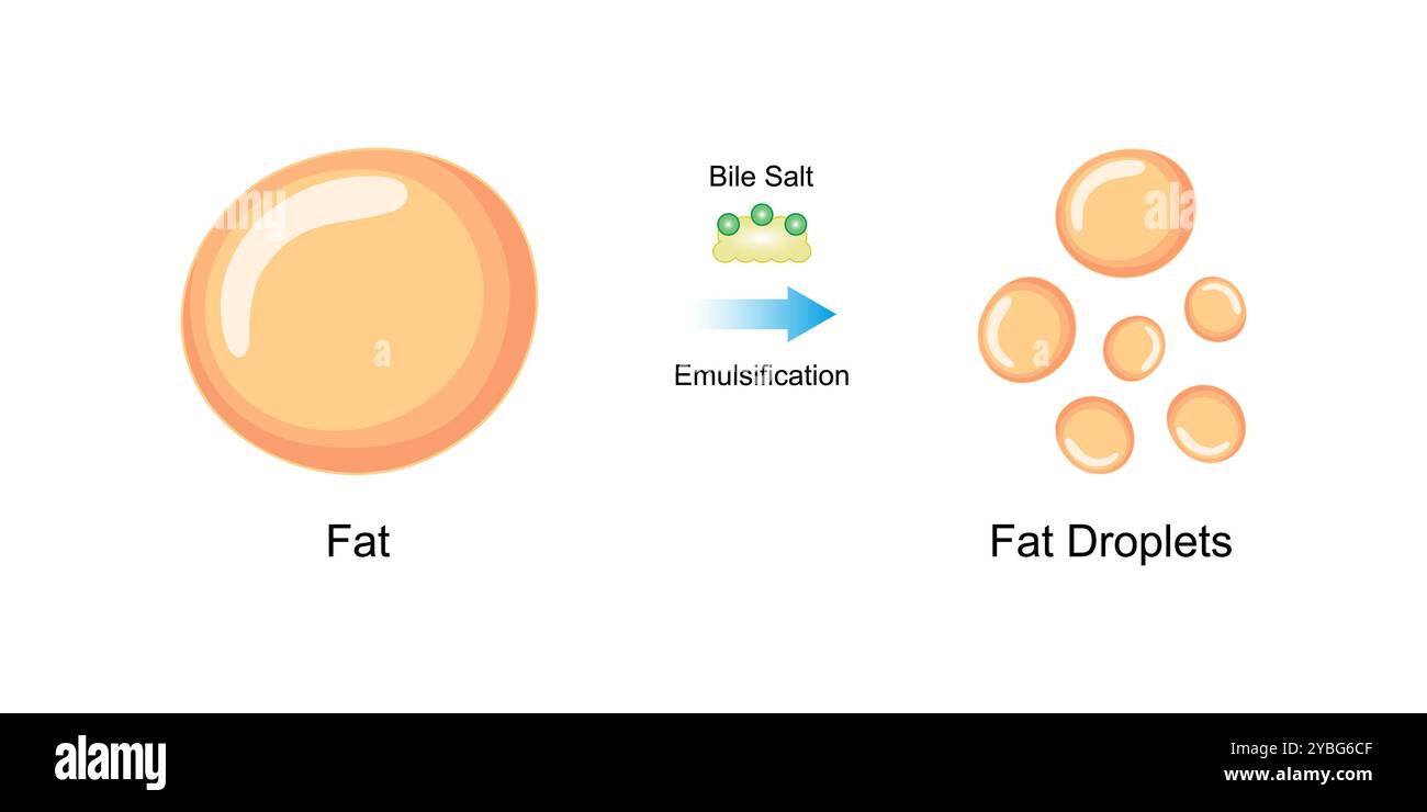 Fat emulsification by bile salts, illustration Stock Photo - Alamy