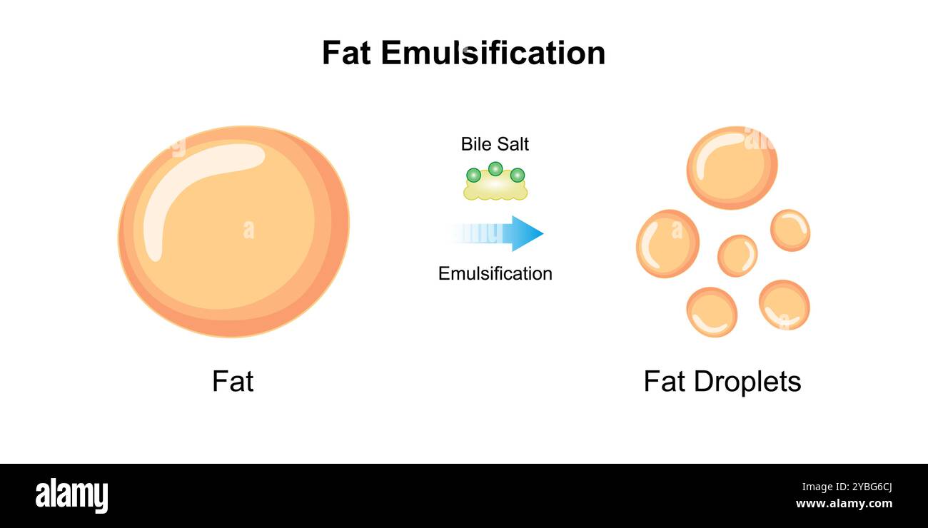 Fat emulsification by bile salts, illustration Stock Photo - Alamy