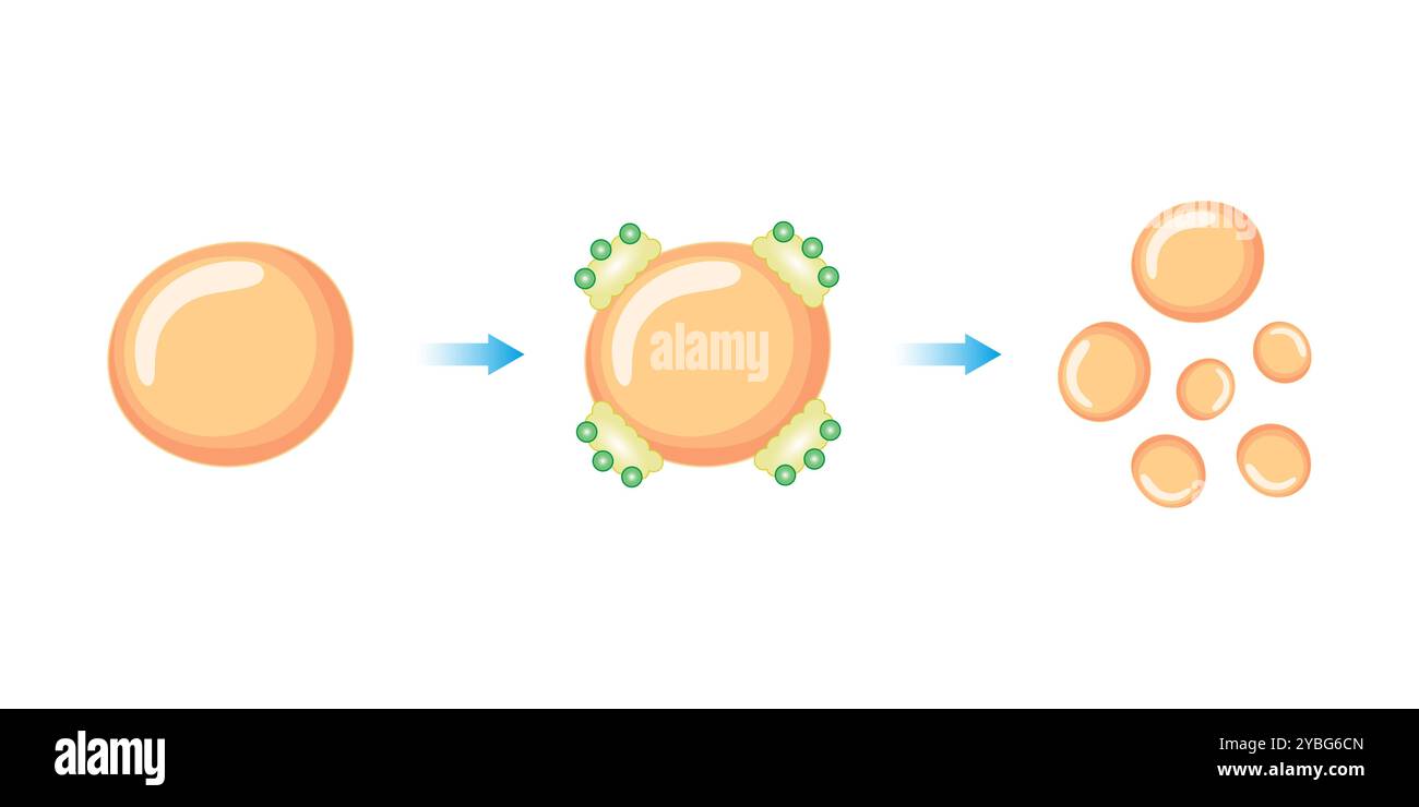 Fat emulsification by bile salts, illustration Stock Photo - Alamy