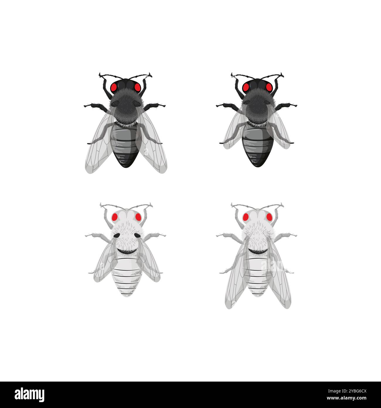 Melanogaster is Cut Out Stock Images & Pictures - Alamy