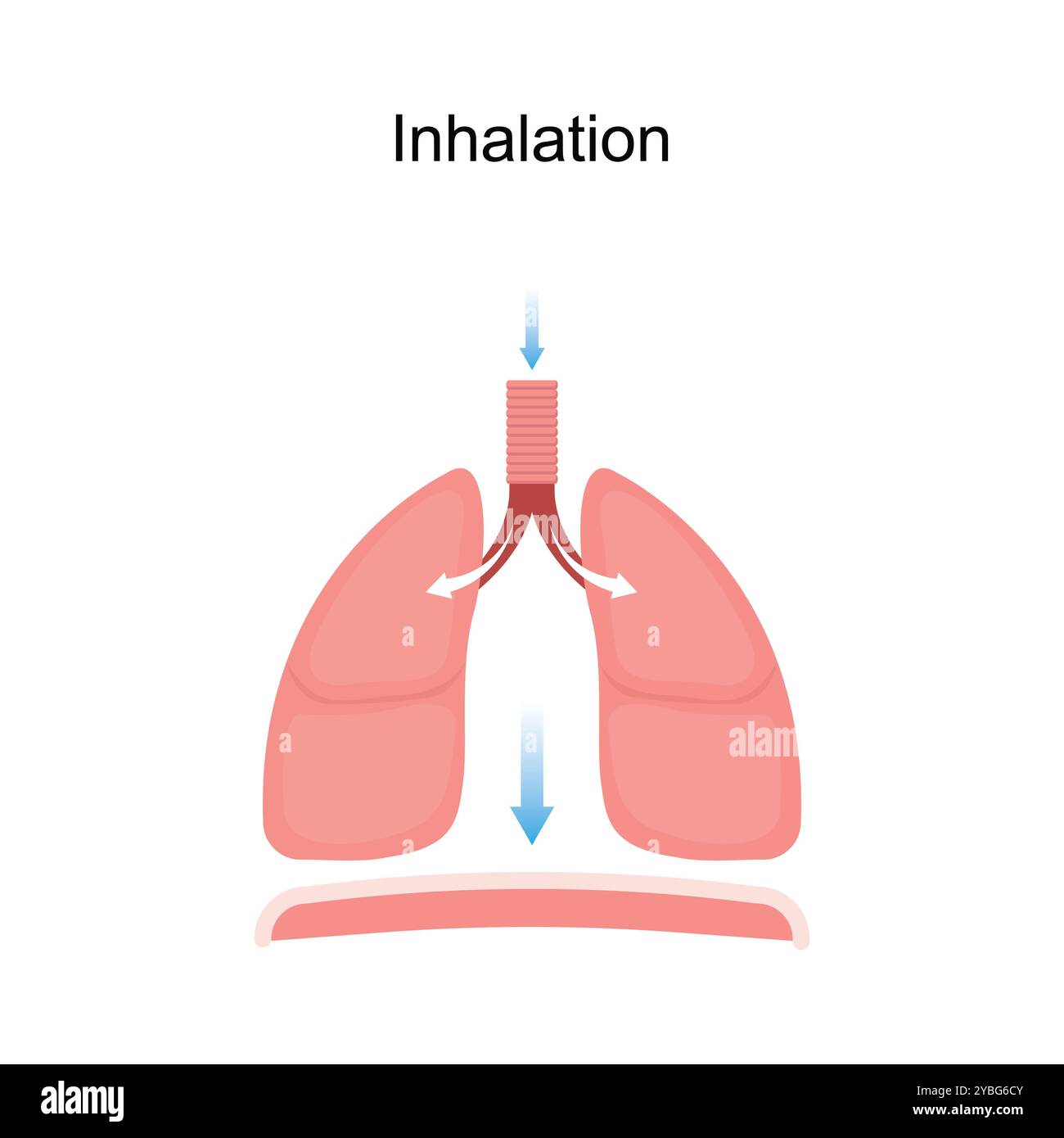 Lungs inhalation diagram Cut Out Stock Images & Pictures - Alamy