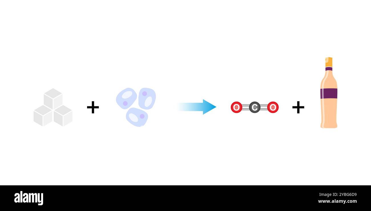 Sugar fermentation, illustration Stock Photo - Alamy