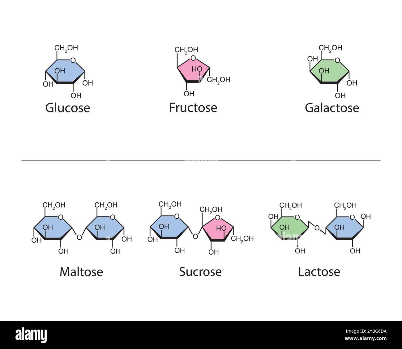 Disaccharide Diagram Disaccharide Sugar Stock Illustrations 322