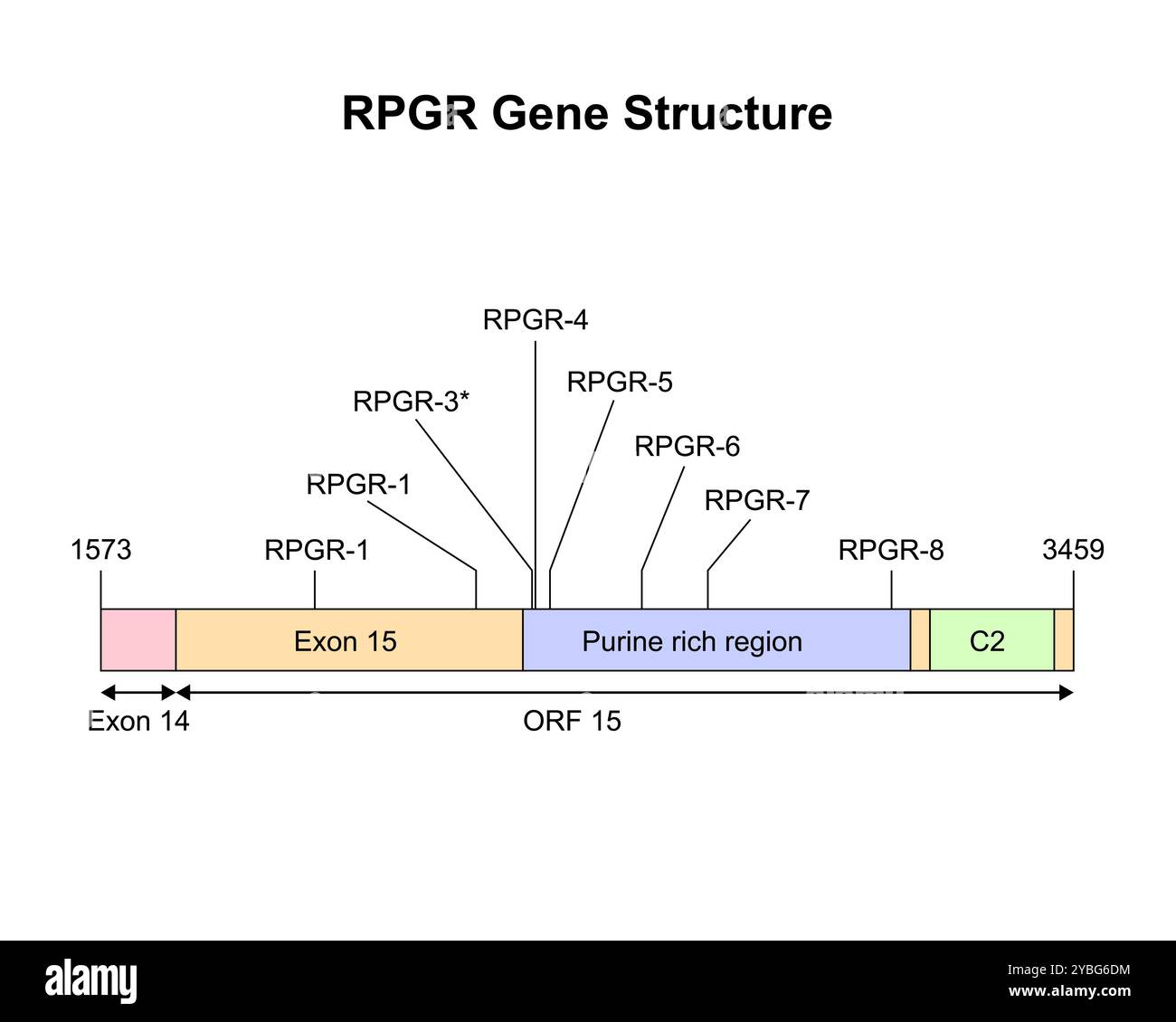 Rpgr gene structure hi-res stock photography and images - Alamy