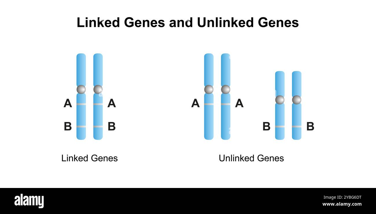Linked and unlinked genes, illustration Stock Photo - Alamy
