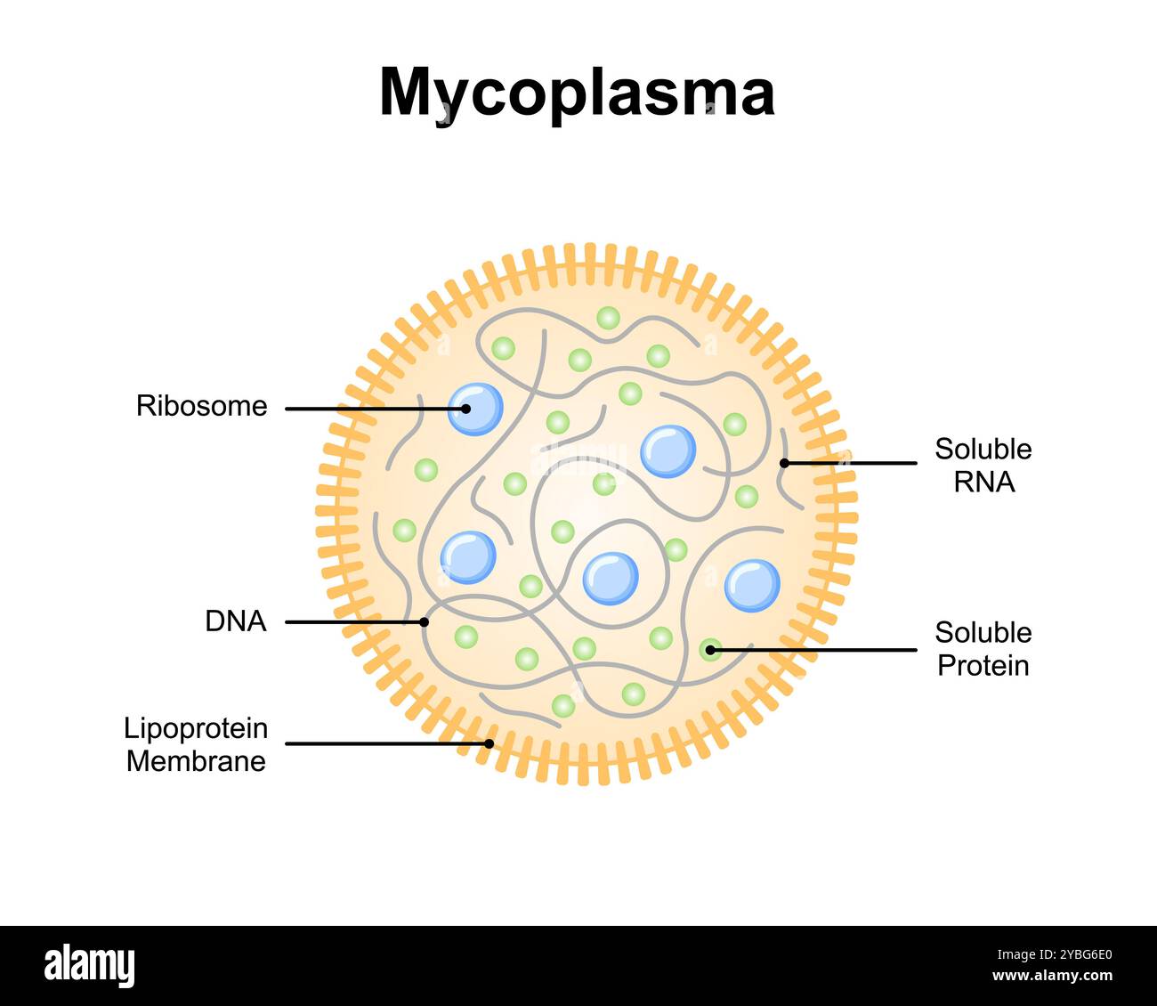 Mycoplasma structure, illustration Stock Photo - Alamy