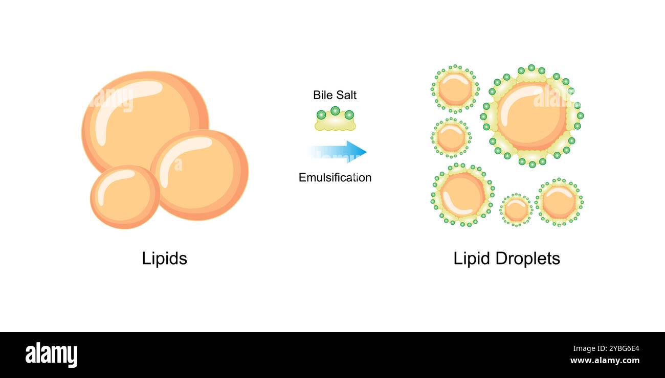 Fat emulsification by bile salts, illustration Stock Photo - Alamy