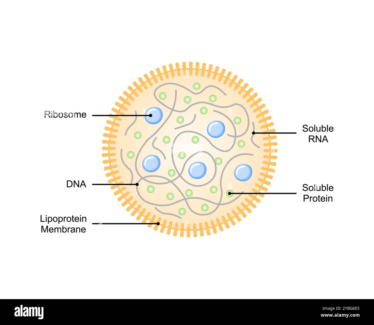 Mycoplasma structure, illustration Stock Photo - Alamy