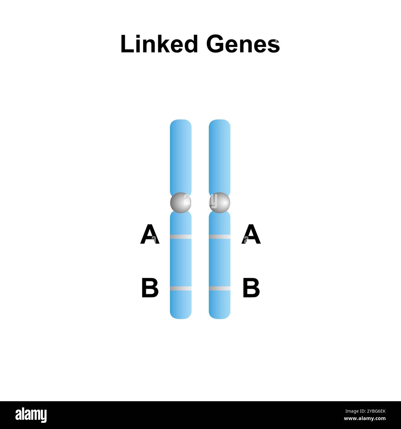 Linked genes, illustration Stock Photo - Alamy