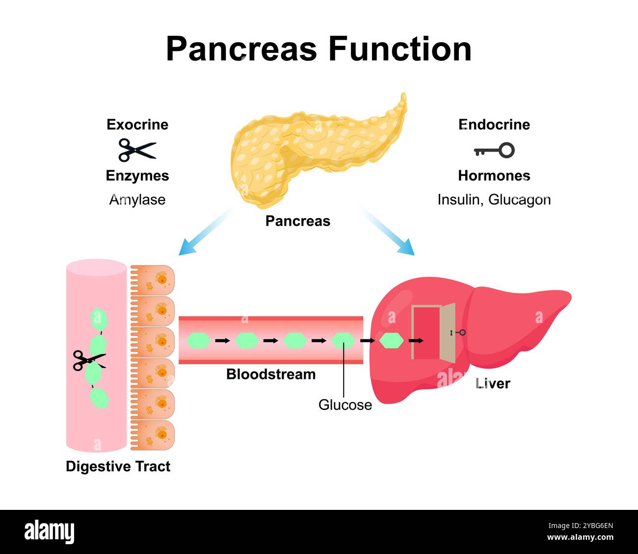 Amylase structure hi-res stock photography and images - Alamy
