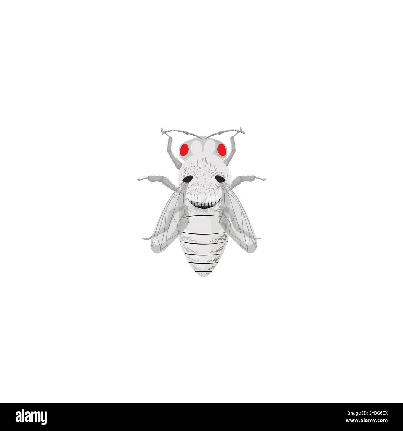Drosophila melanogaster, illustration Stock Photo - Alamy