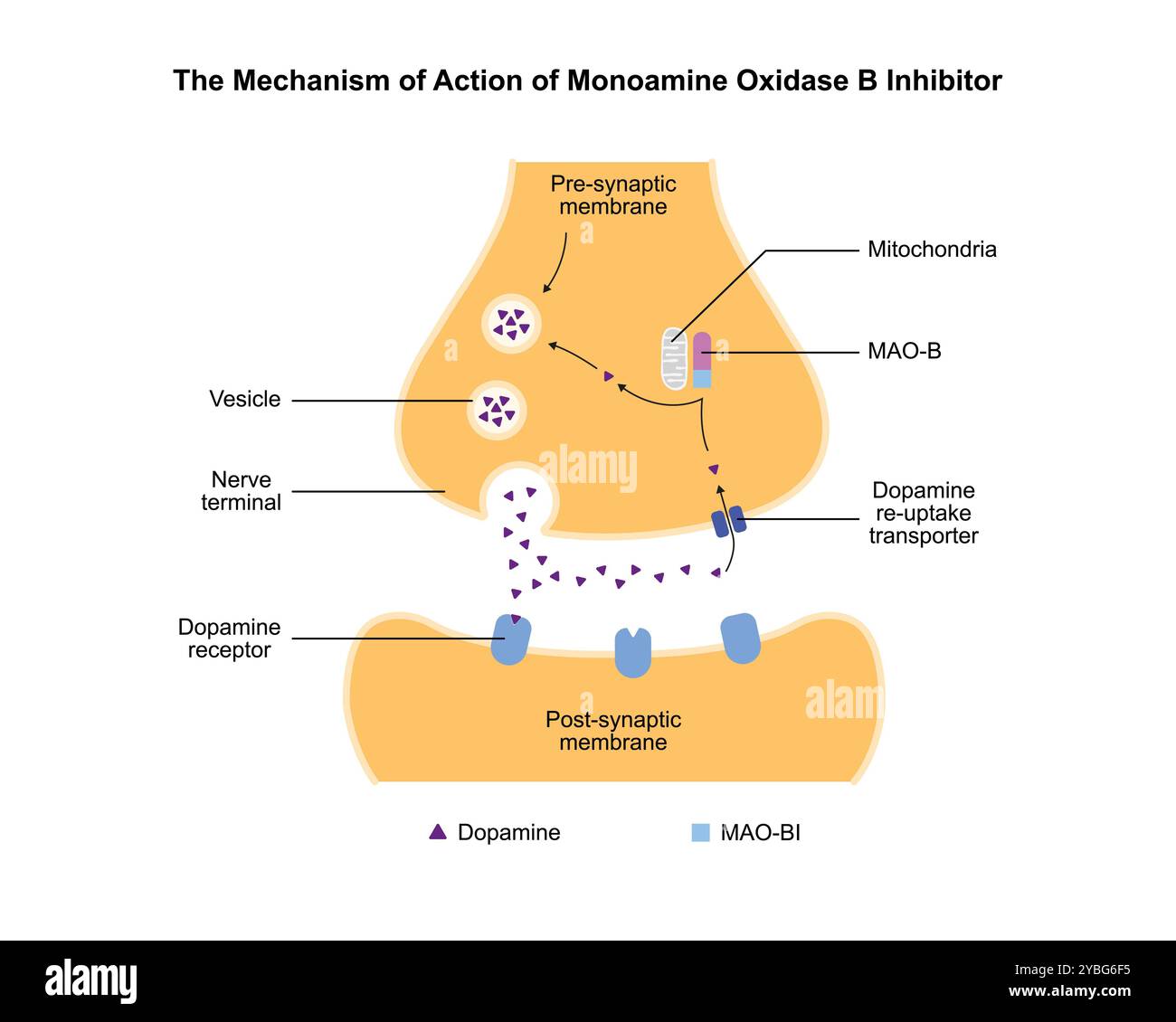 Mechanism of ssri hi-res stock photography and images - Alamy