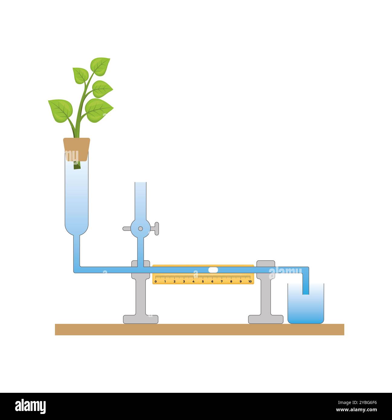 Potometer hi-res stock photography and images - Alamy